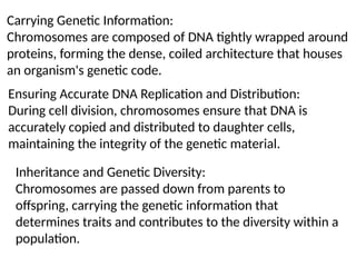 Morphology of chromosomes structure,shape | PPTX