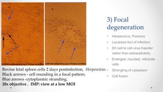 Morphologic changes in viral infections | PPTX