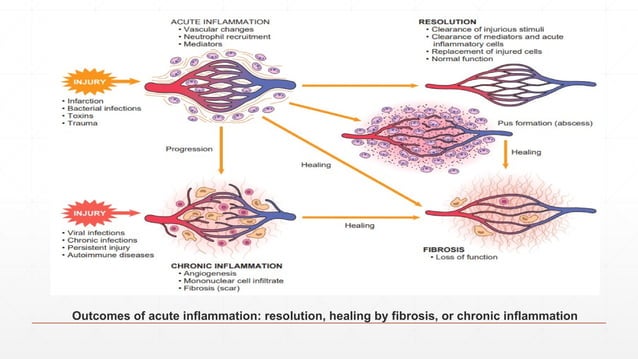 MORPHOLOGIC PATTERNS OF ACUTE INFLAMMATION.pptx