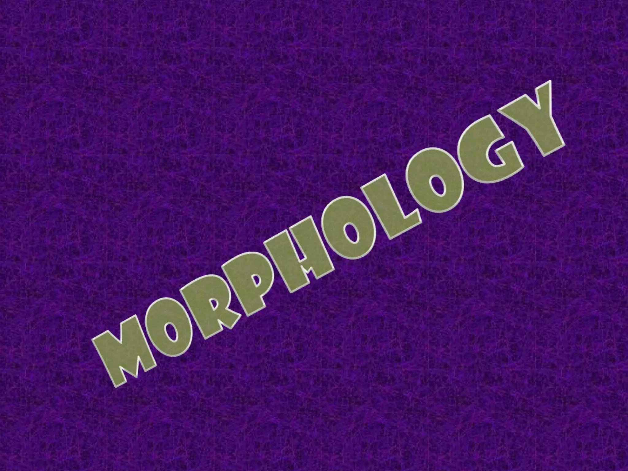 Morphology | PPT