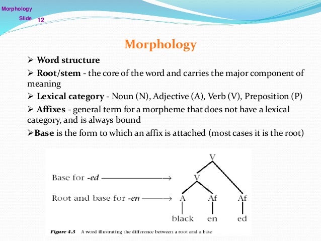 Morphology Examples