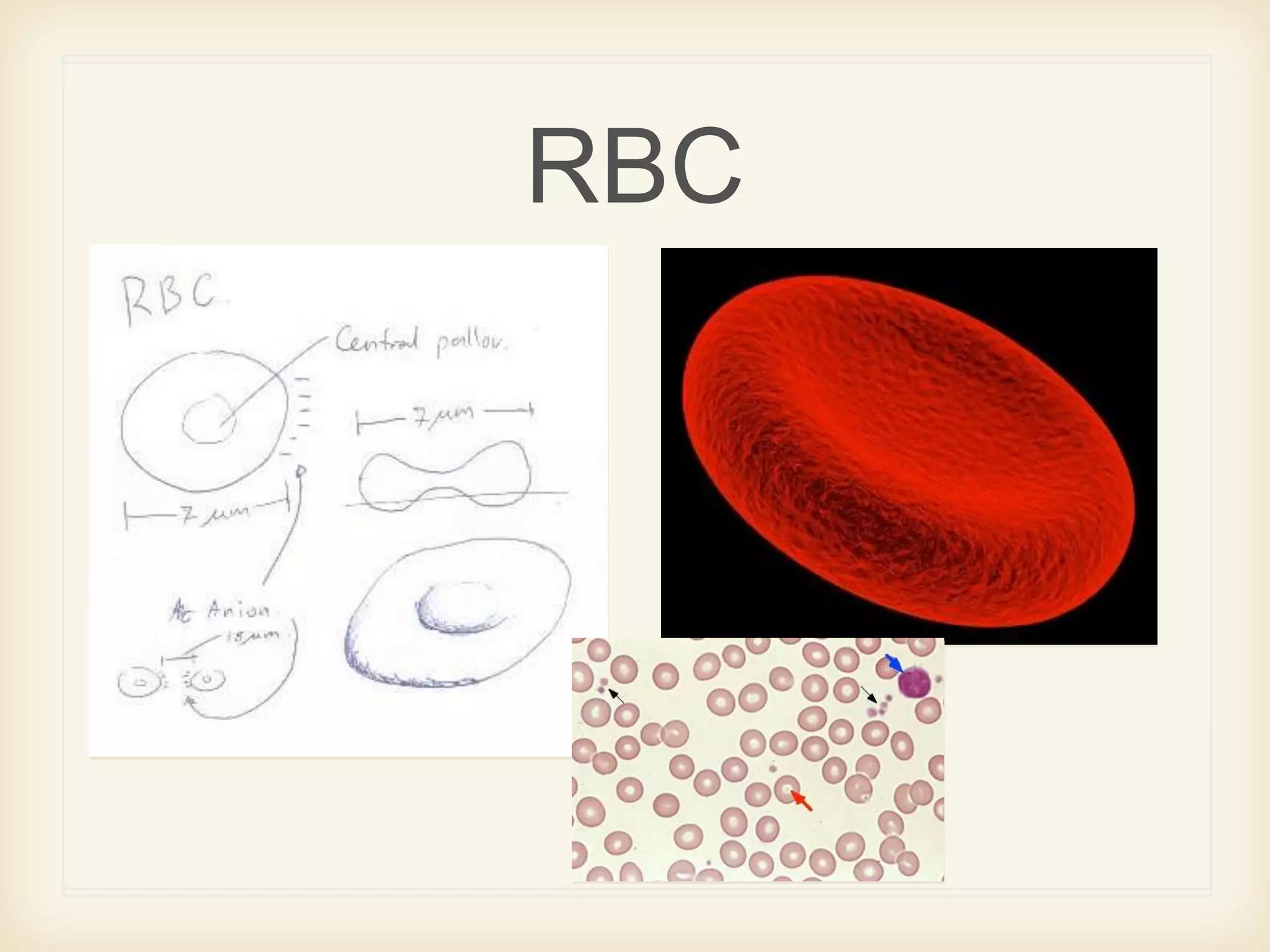 Blood smear morphology | PPTX