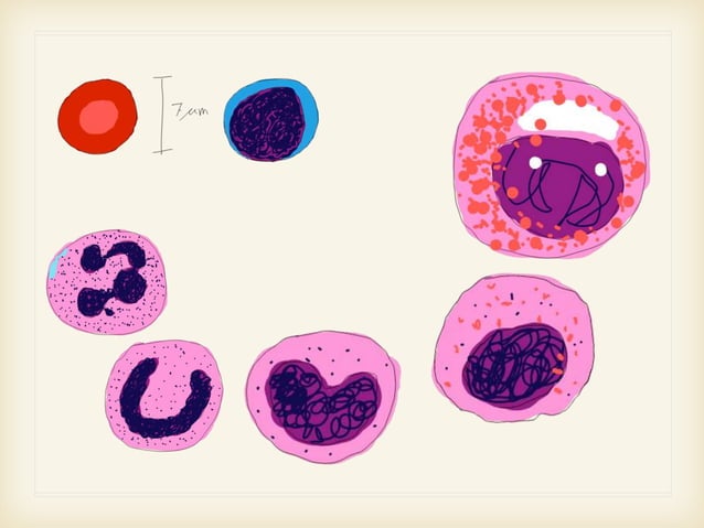 Blood smear morphology | PPTX | Blood Disorders | Diseases and Conditions