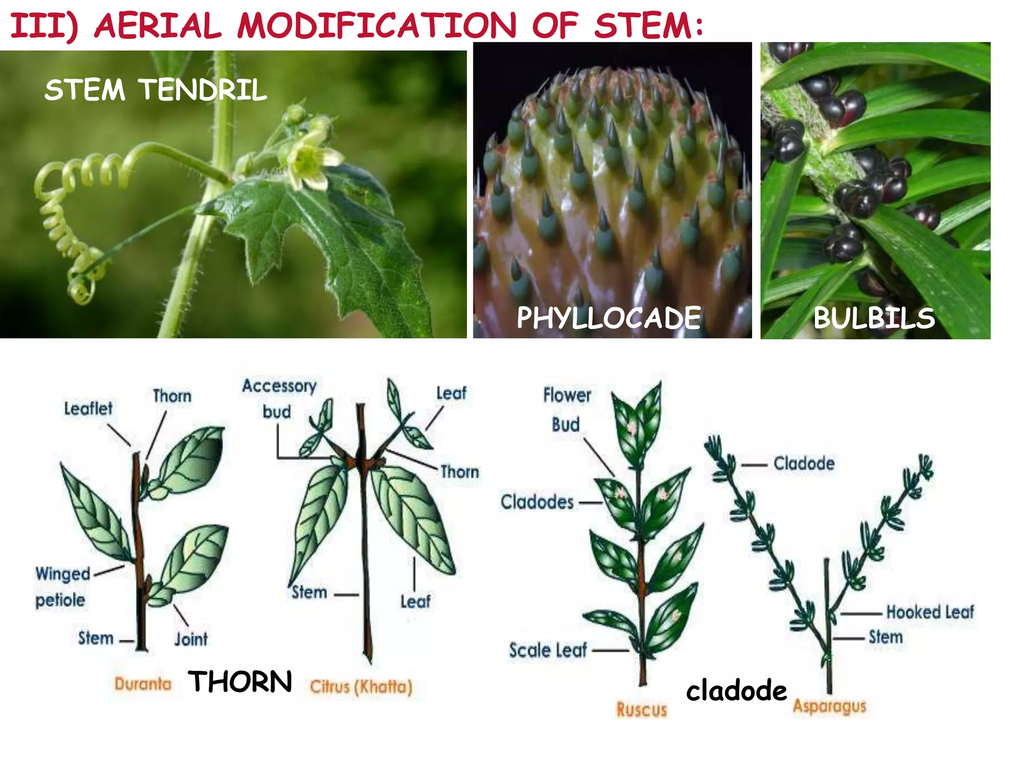 Morphology of Flowering Plants | PPTX