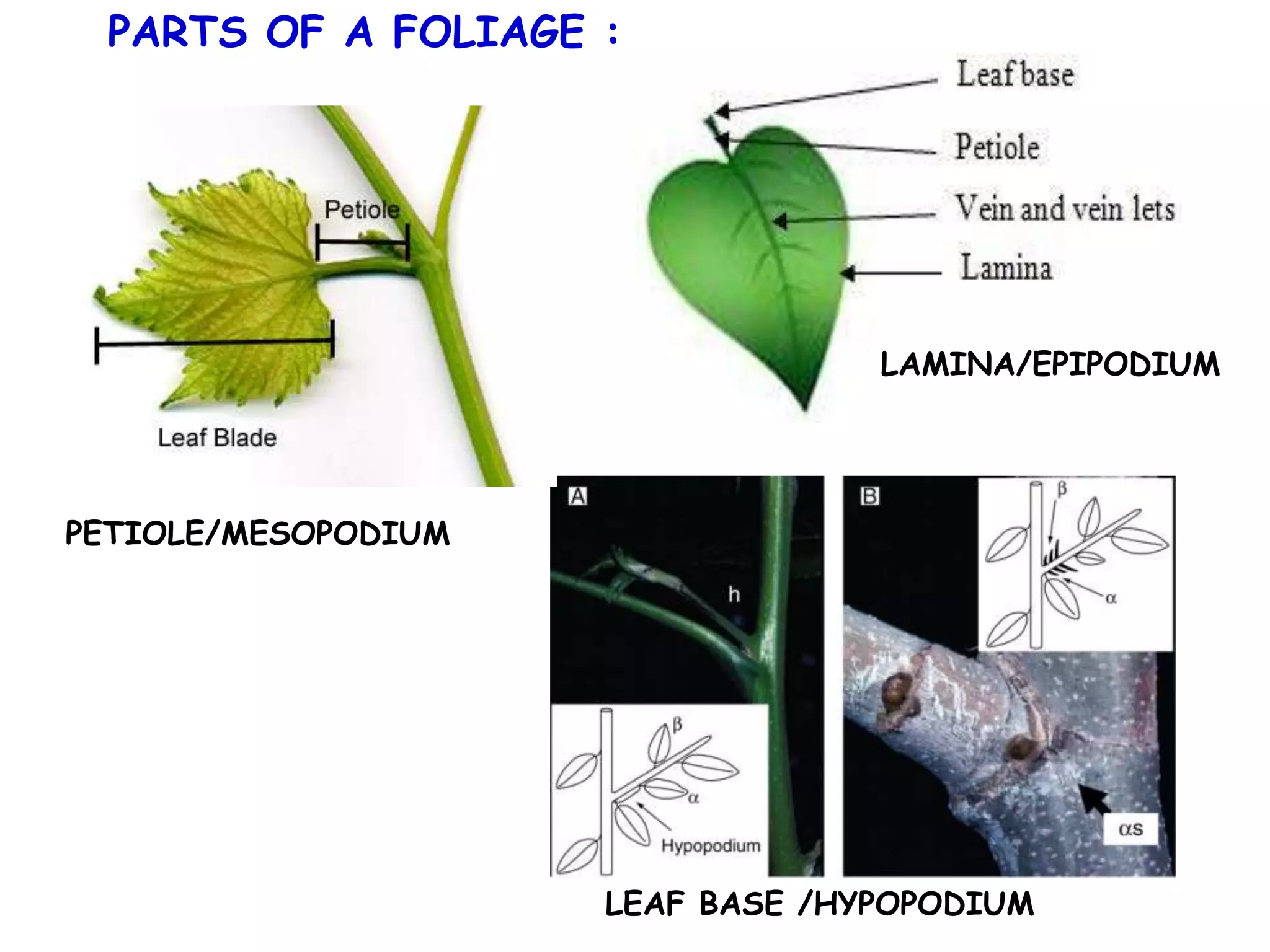 Morphology of Flowering Plants | PPTX