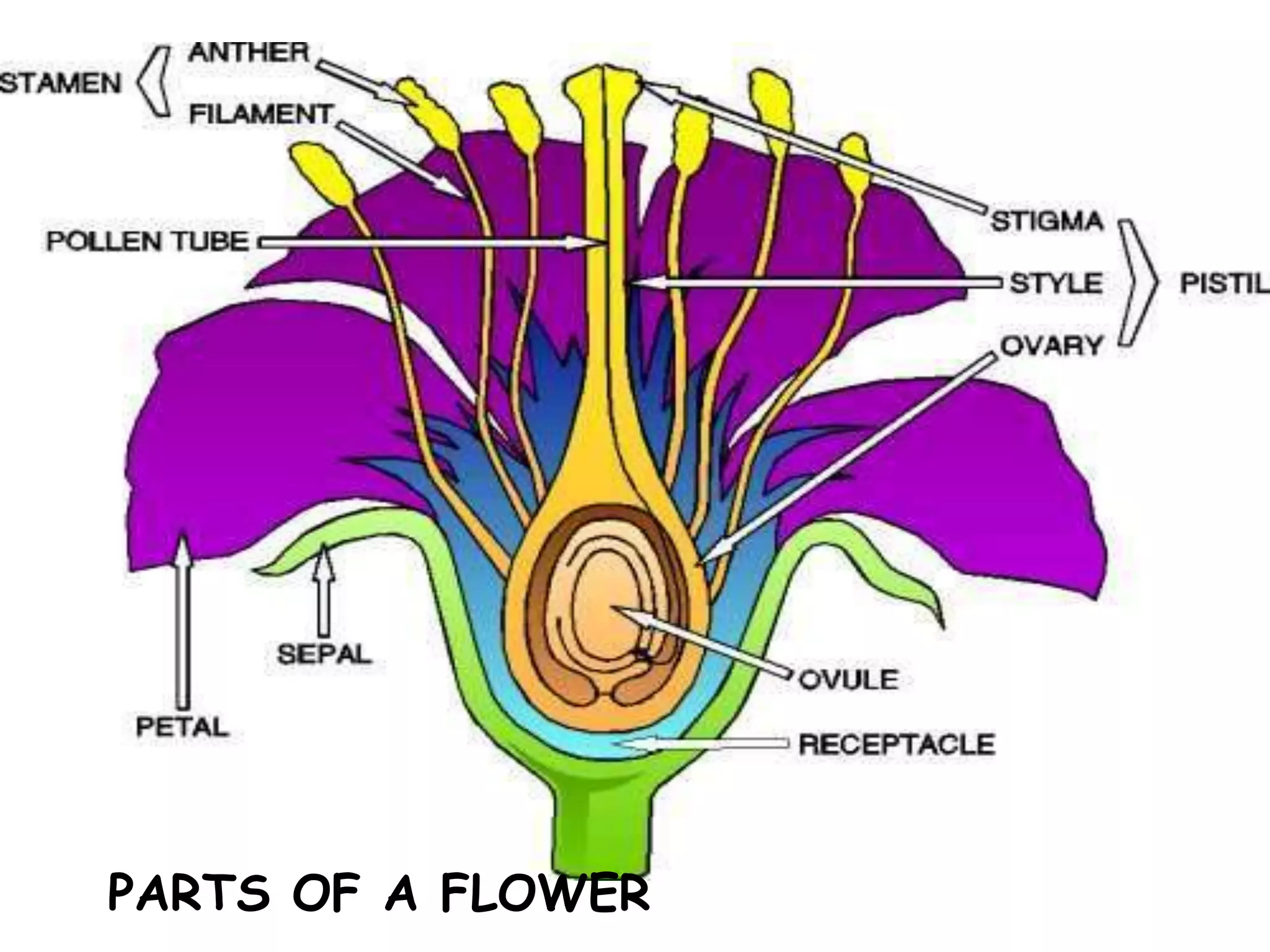 Morphology of Flowering Plants | PPTX