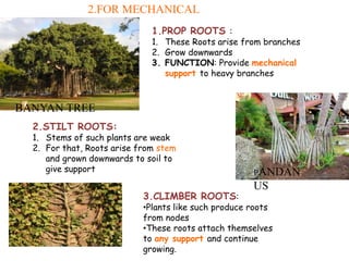Morphology of Flowering Plants | PPTX