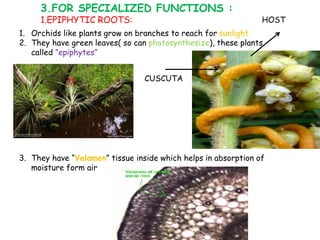 Morphology of Flowering Plants | PPTX