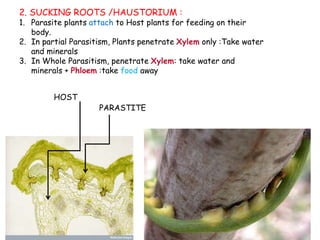 Morphology of Flowering Plants | PPTX