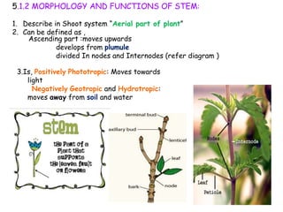 Morphology of Flowering Plants | PPTX