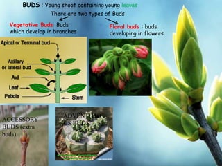 Morphology of Flowering Plants | PPTX