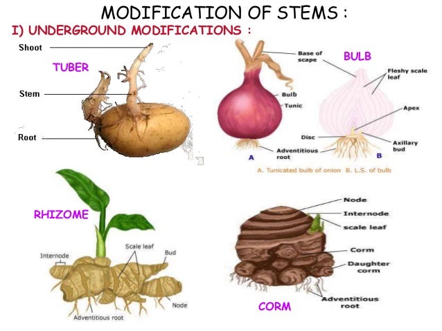Morphology of Flowering Plants