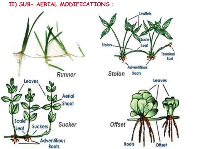 Morphology of Flowering Plants