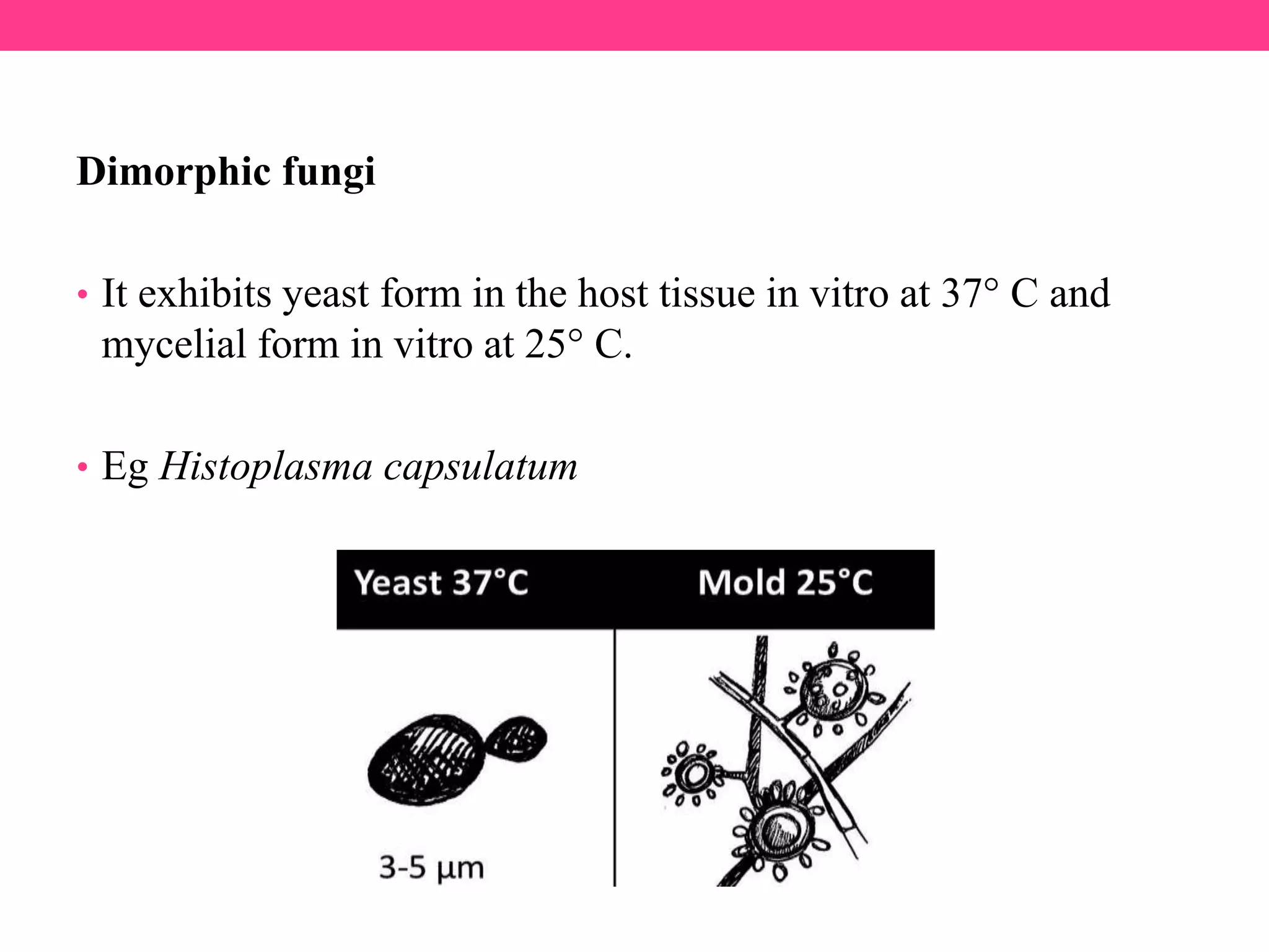 Morphology of Fungi | PPTX