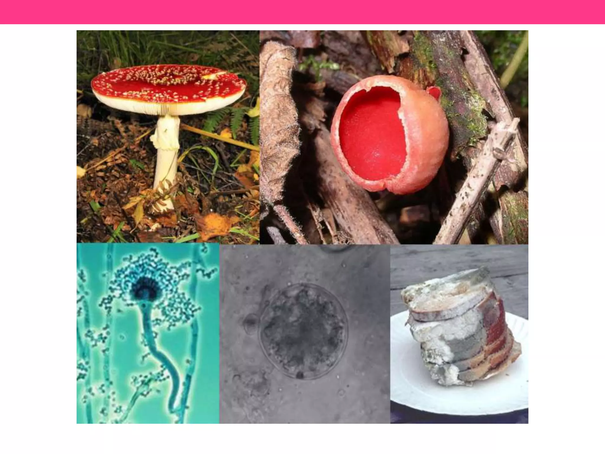 Morphology of Fungi | PPTX