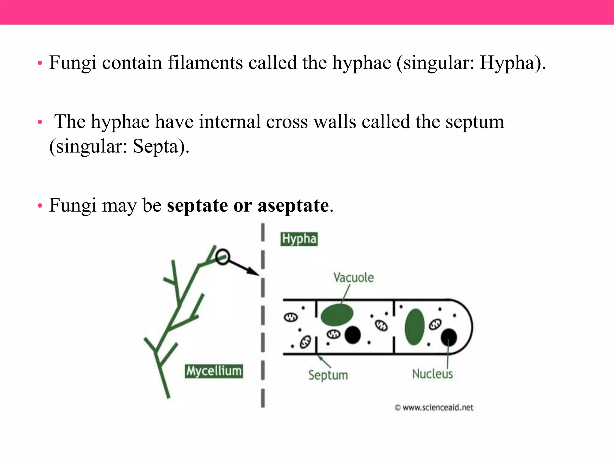 Morphology of Fungi | PPTX