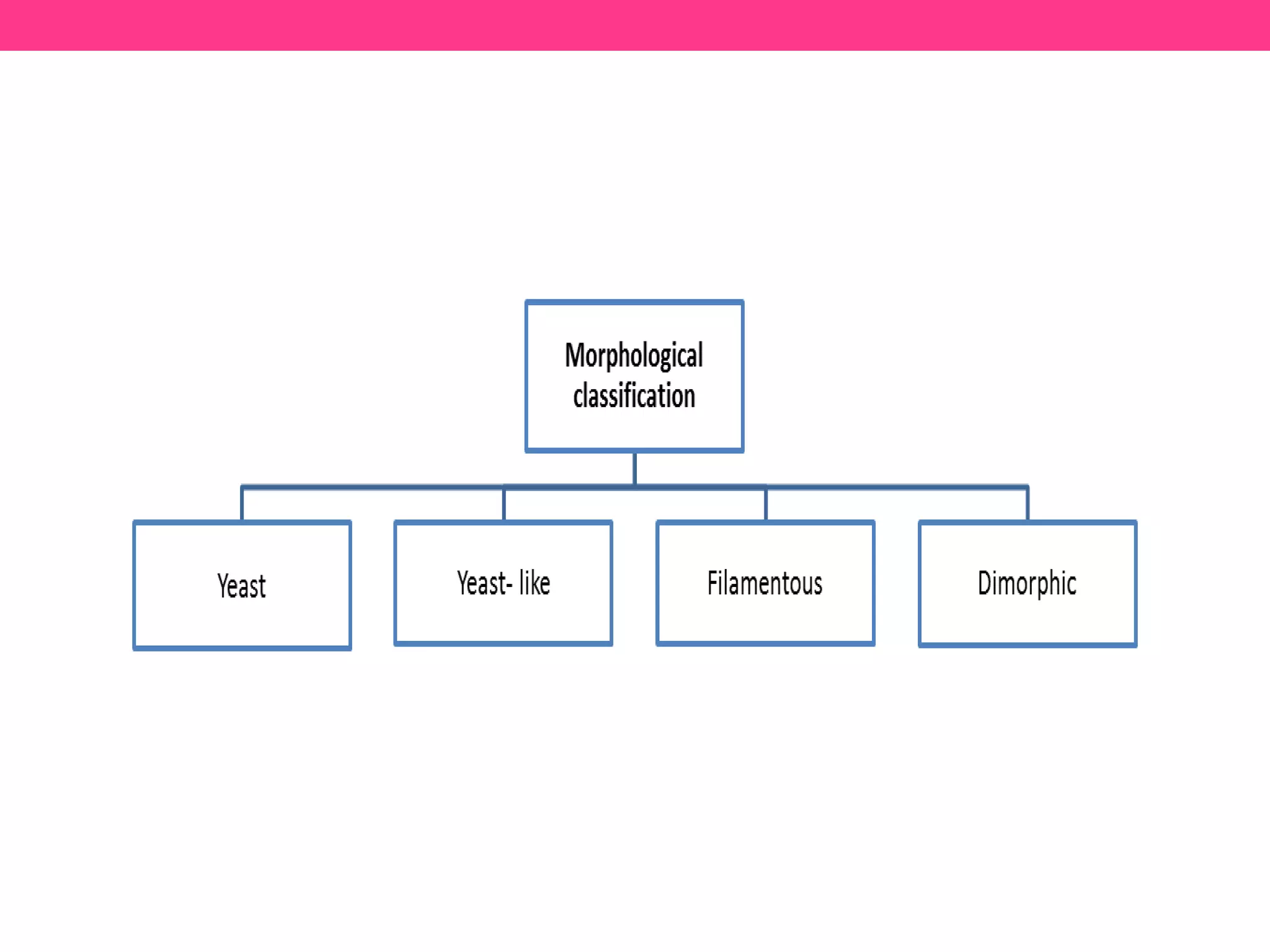 Morphology of Fungi | PPTX