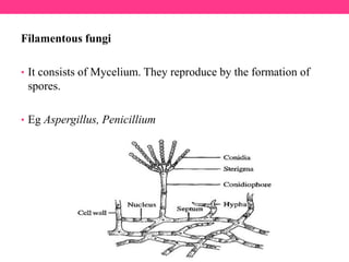 Morphology of Fungi | PPTX