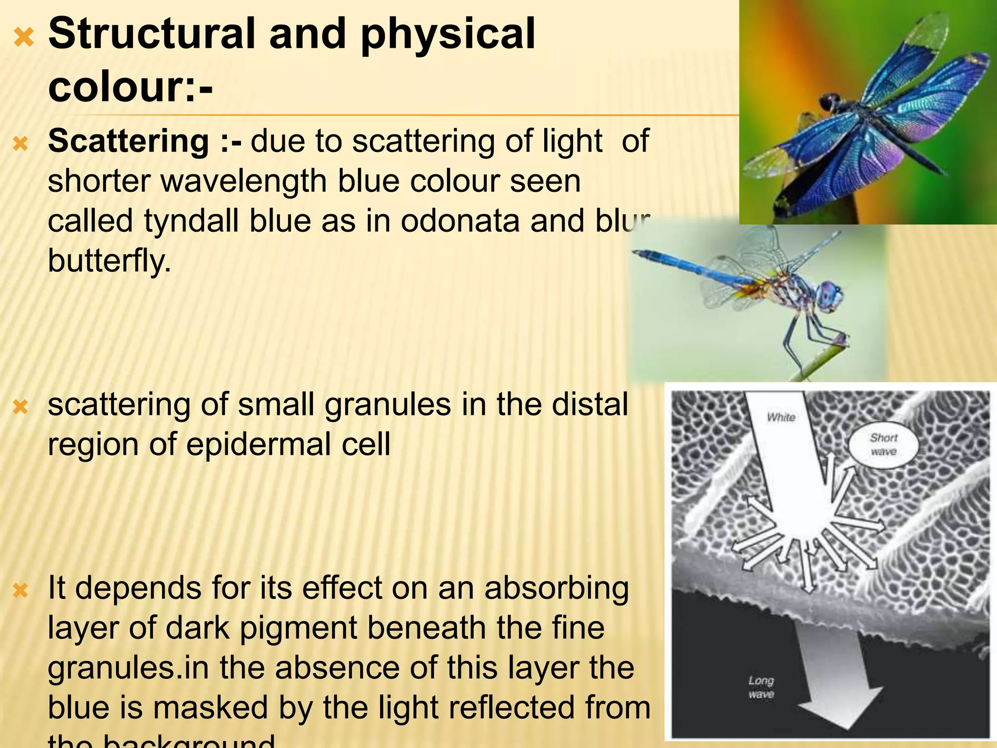 INSECT COLORATION | PPTX