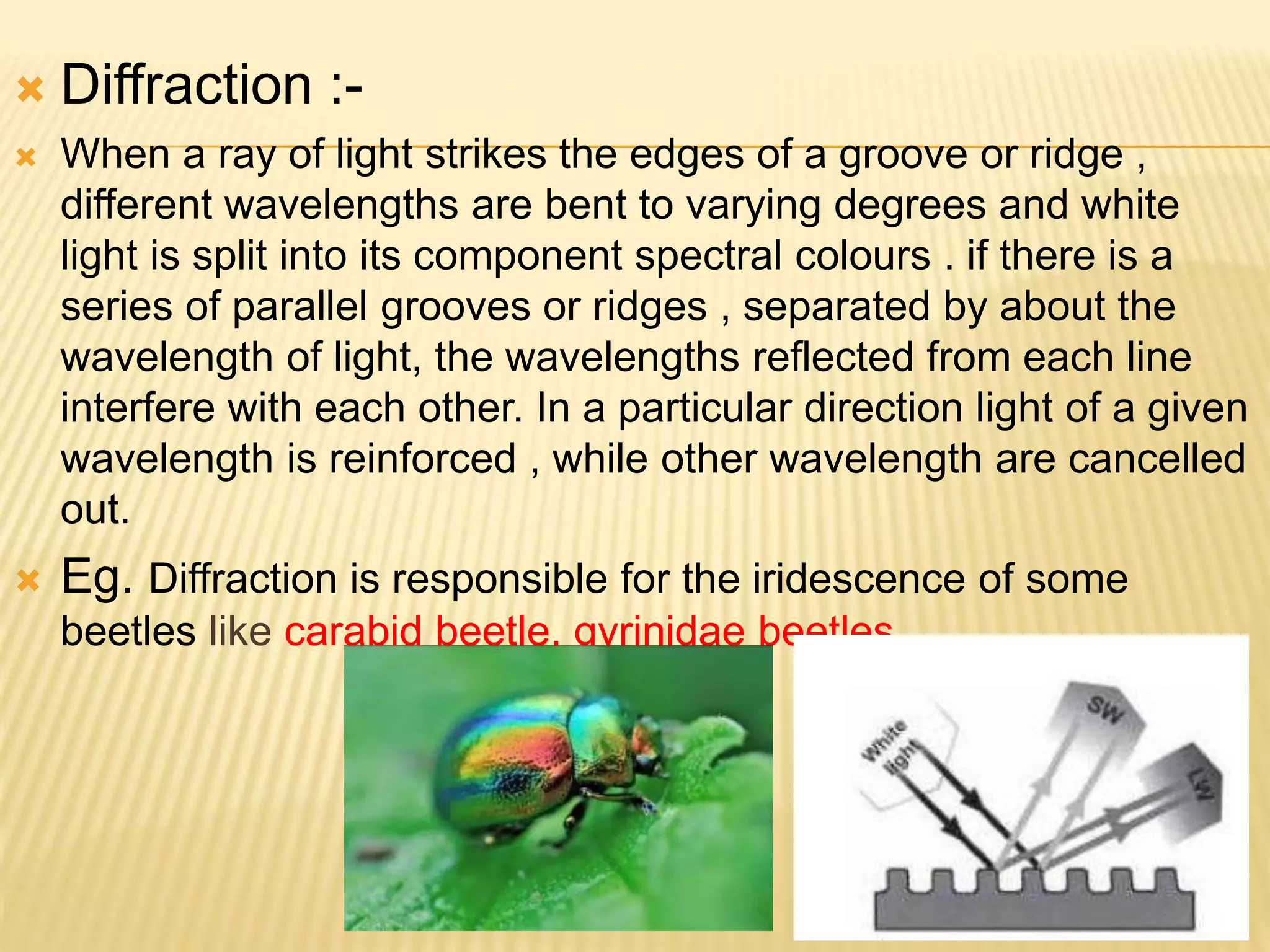 INSECT COLORATION | PPTX