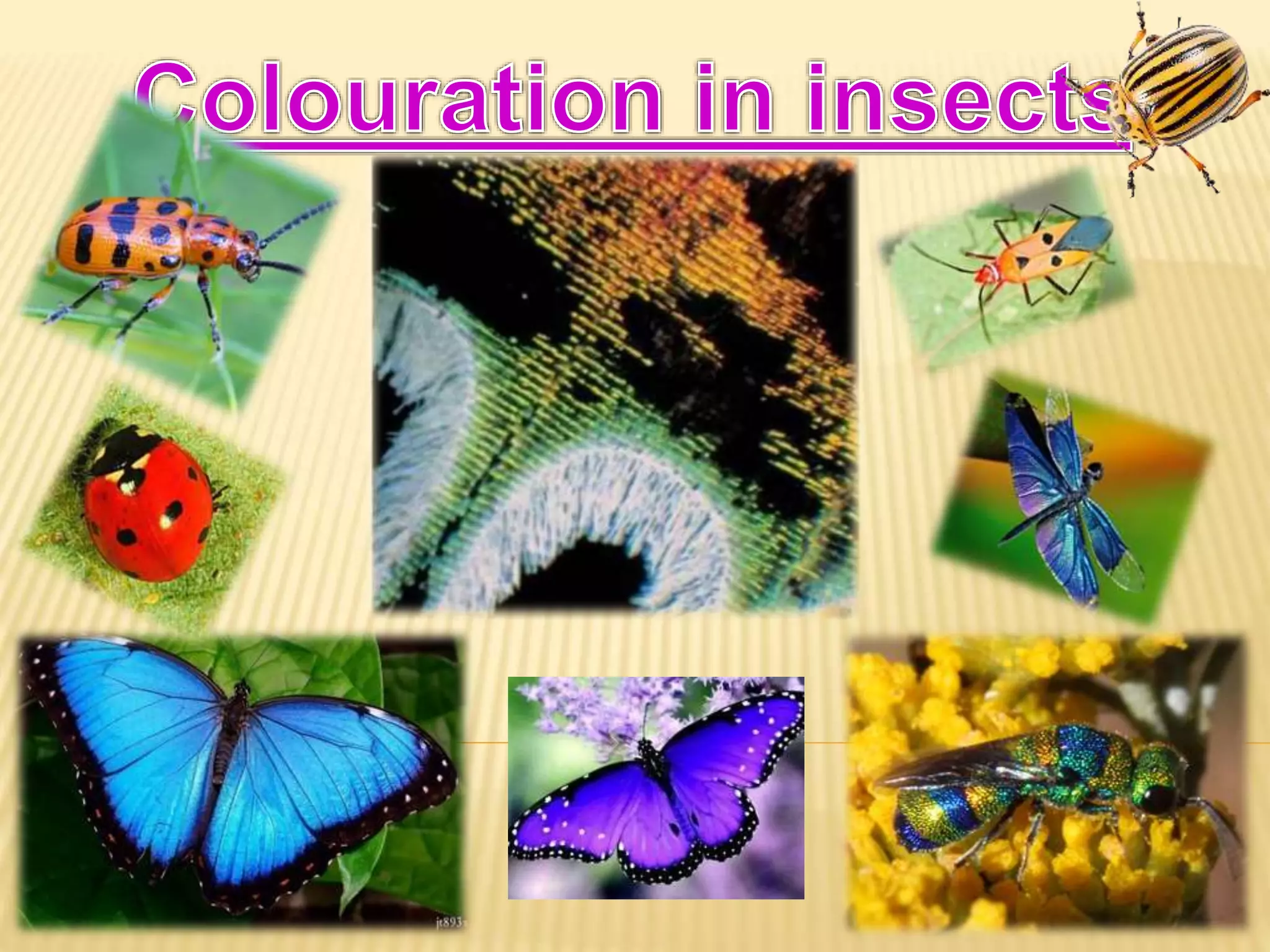 INSECT COLORATION | PPTX