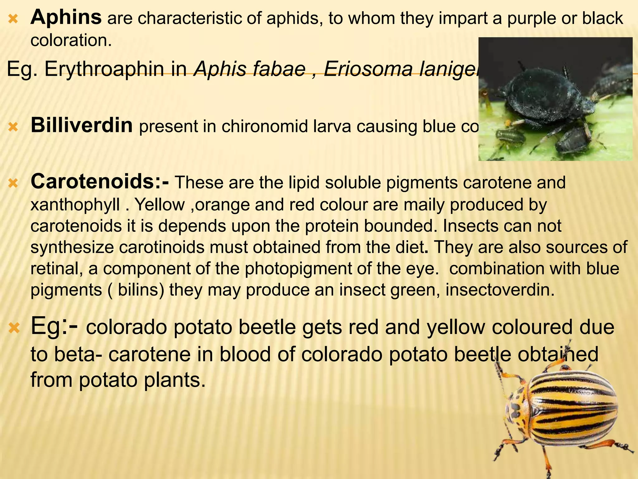 INSECT COLORATION | PPTX