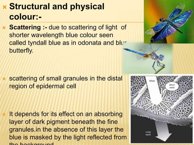 INSECT COLORATION | PPTX