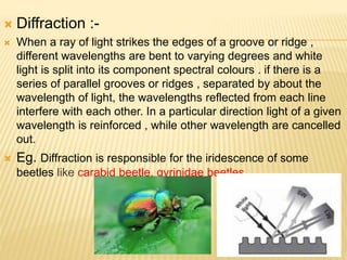 INSECT COLORATION | PPTX