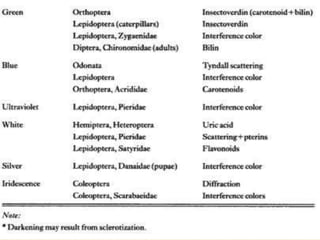 INSECT COLORATION | PPTX