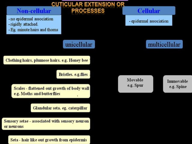 INSECT COLORATION | PPTX