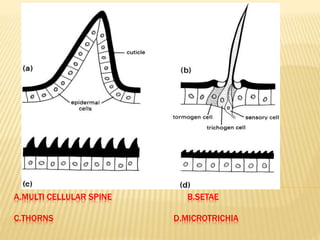 INSECT COLORATION | PPTX