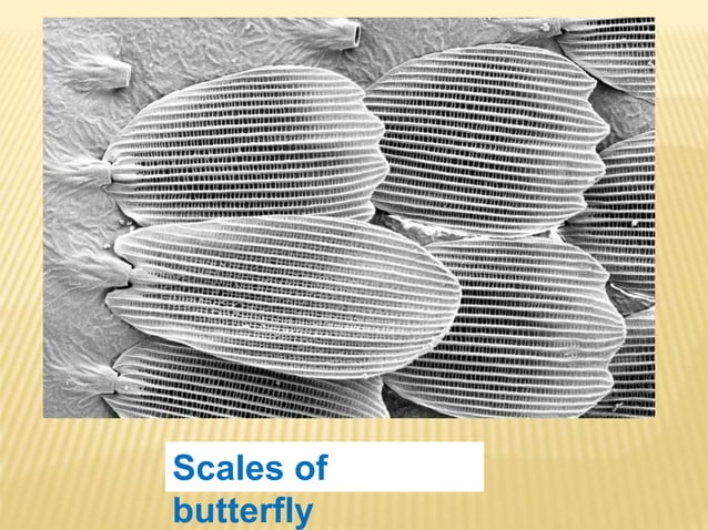INSECT COLORATION | PPTX