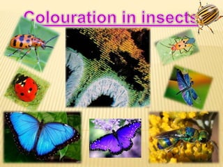 INSECT COLORATION | PPTX
