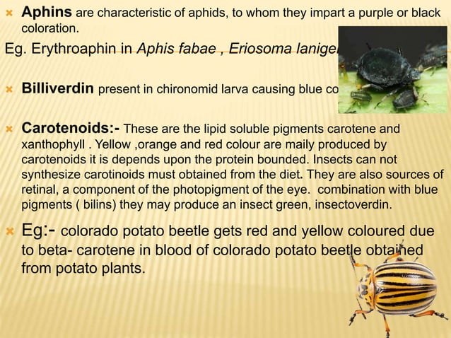 INSECT COLORATION | PPTX