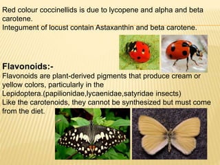 INSECT COLORATION | PPTX