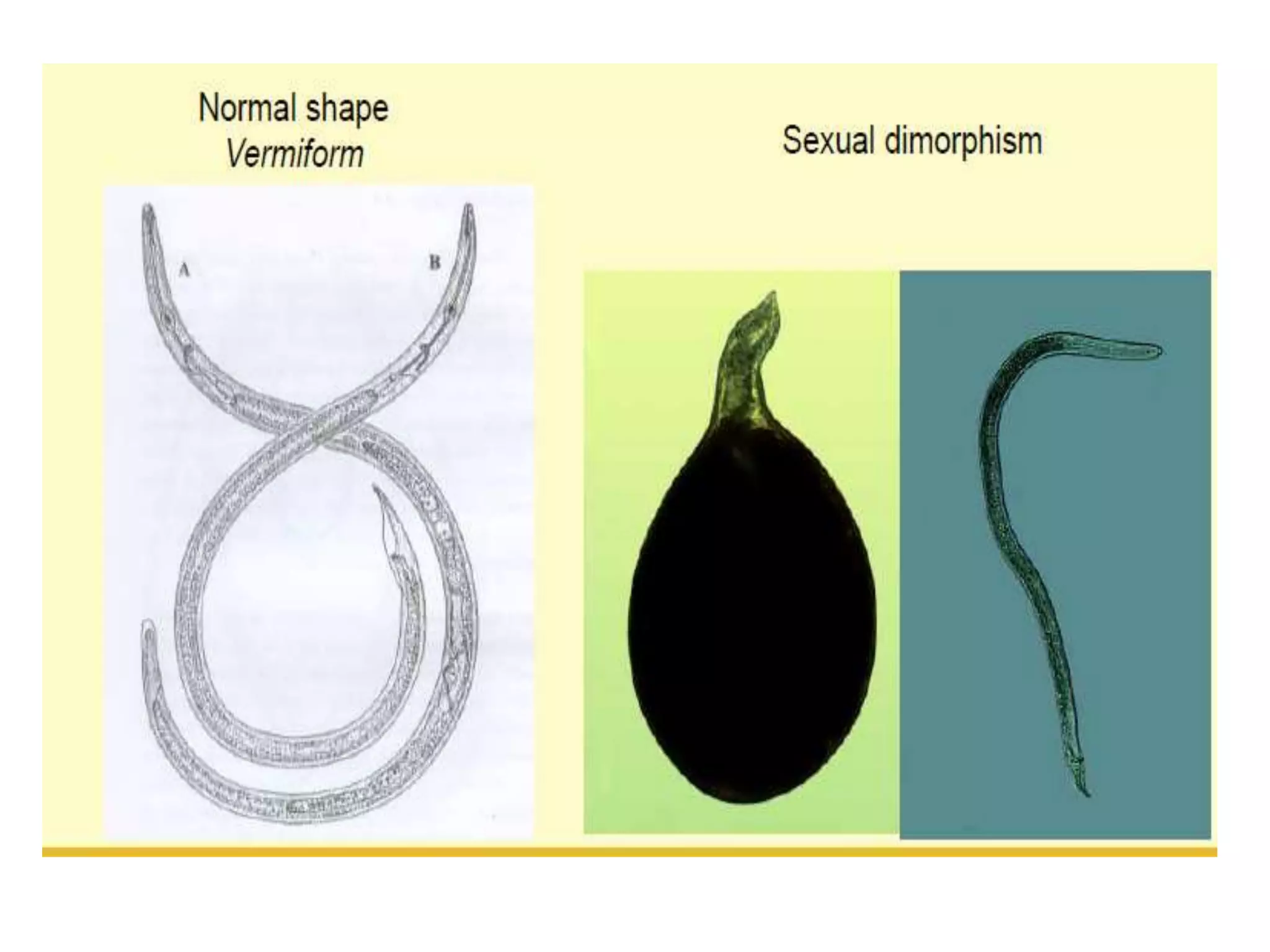 Morphology of nematodes | PPTX