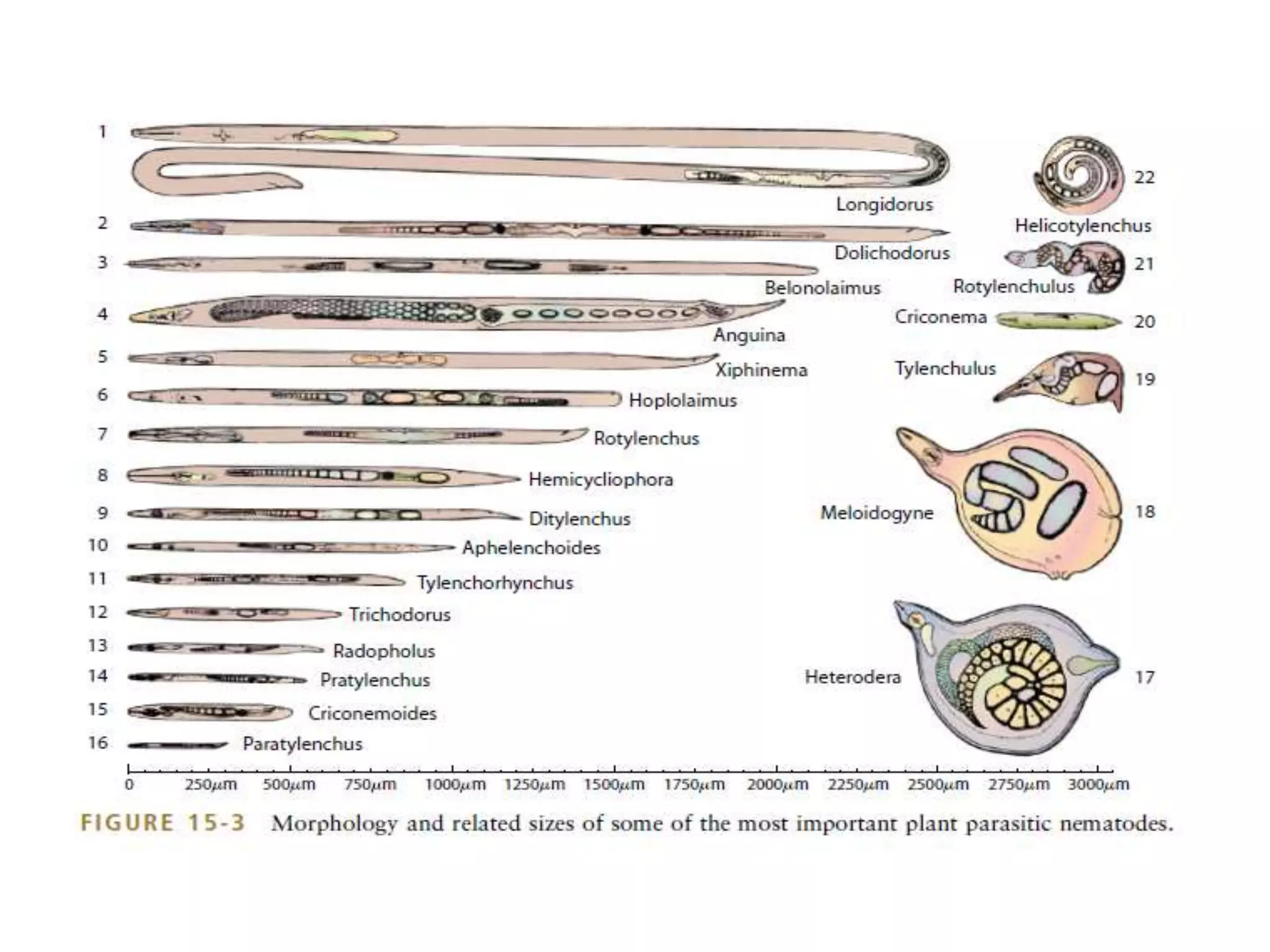 Morphology of nematodes | PPTX
