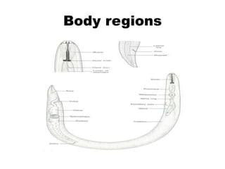 Morphology of nematodes | PPTX