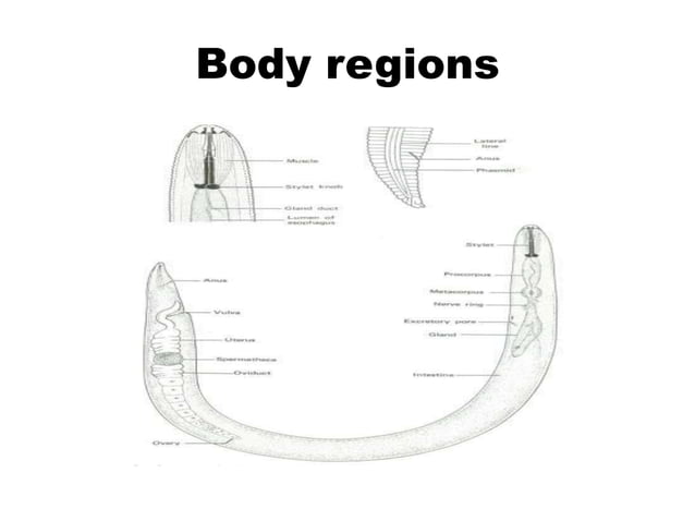 Morphology of nematodes | PPTX | Large Animals | Pets