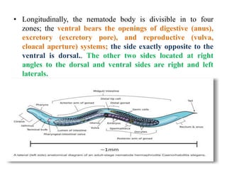 Morphology of nematodes | PPTX