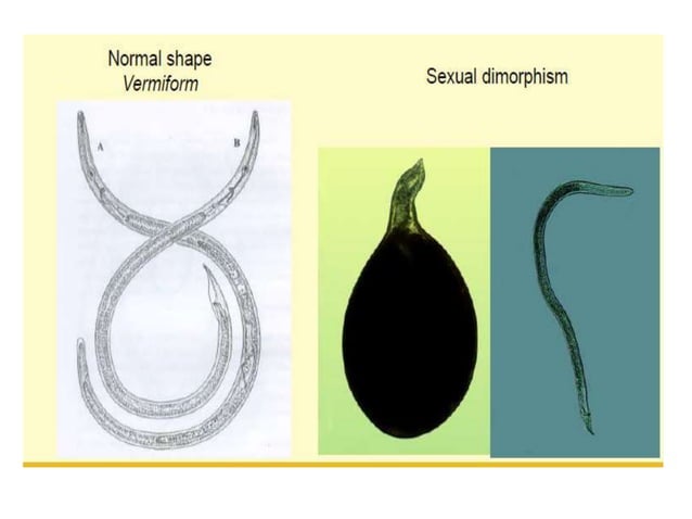 Morphology of nematodes | PPTX | Large Animals | Pets