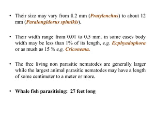 Morphology of nematodes | PPTX