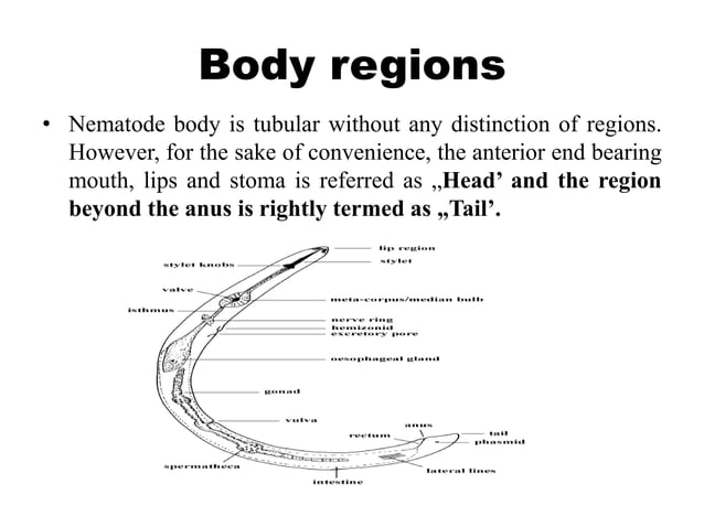 Morphology of nematodes | PPTX | Large Animals | Pets