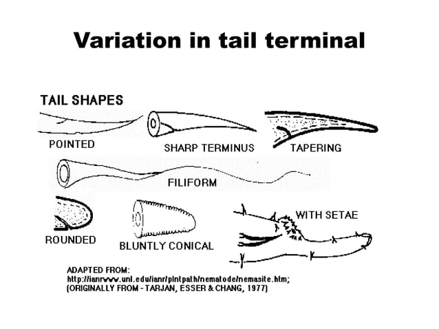 Morphology of nematodes | PPTX | Large Animals | Pets