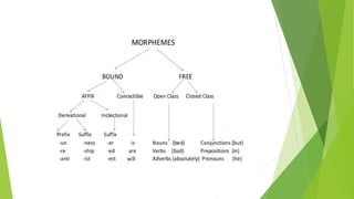 Morphology: THE FORMATION OF WORDS. A TYPE OF LINGUISTIC. | PPT