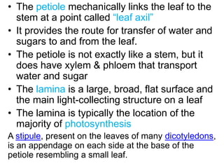 Morphology | PPTX