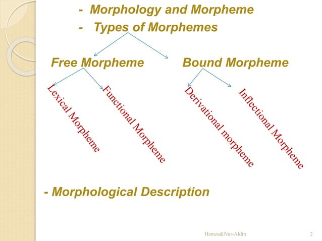 morphology .ppt