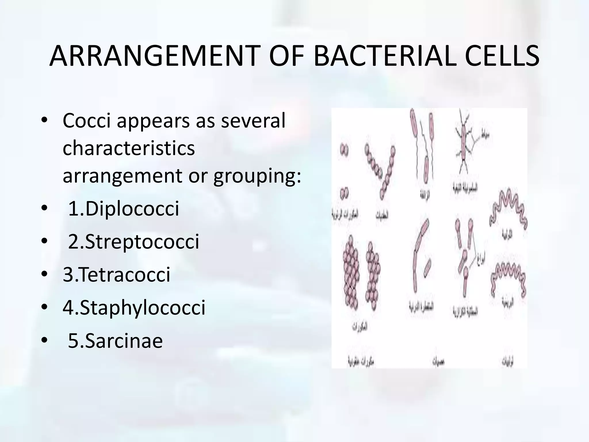 MORPHOLOGY-AND-CLASSIFICATION-OF-BACTERI(1).pptx