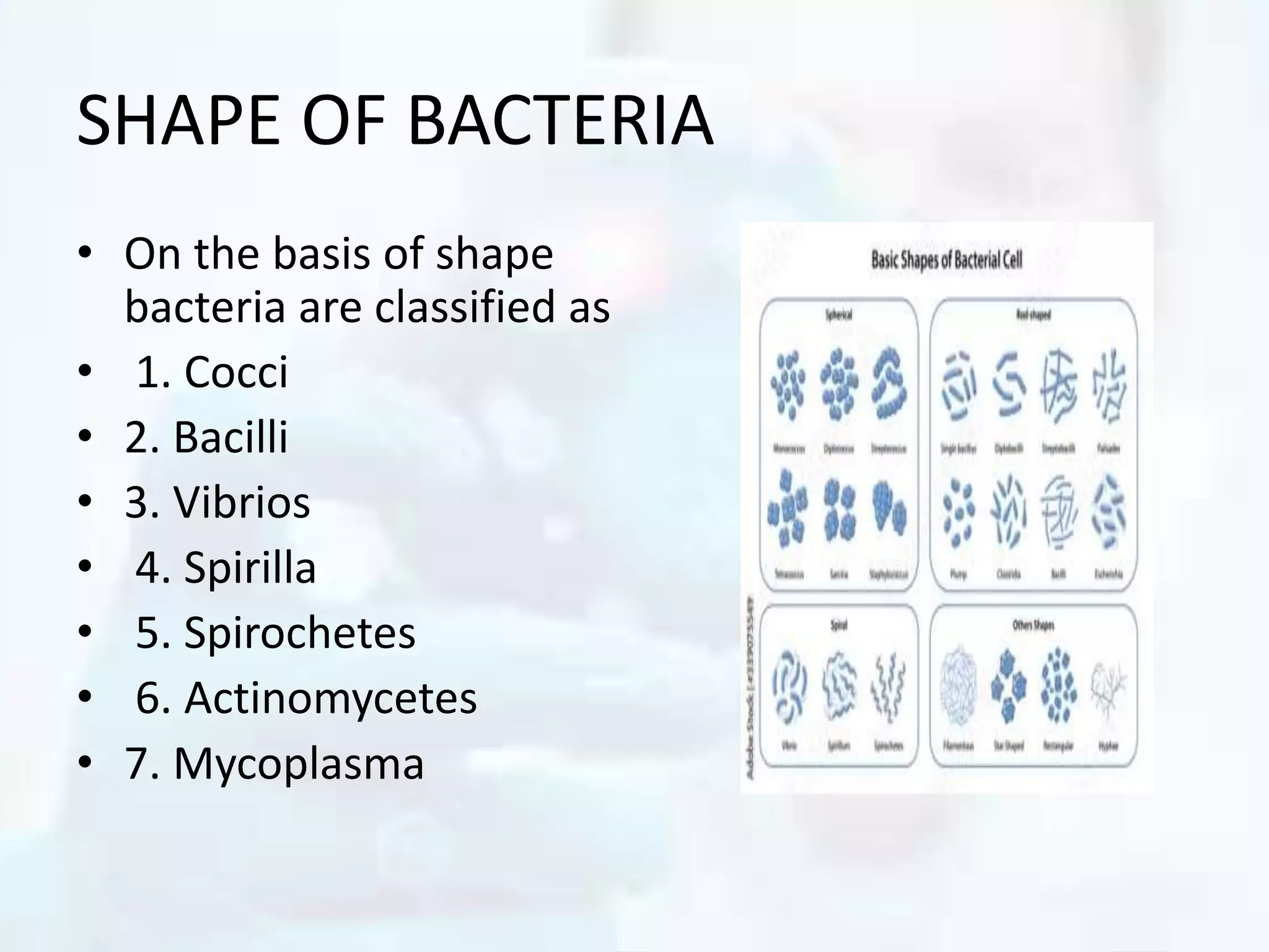 MORPHOLOGY-AND-CLASSIFICATION-OF-BACTERIA(1)-1.pptx | Biological Sciences | Science