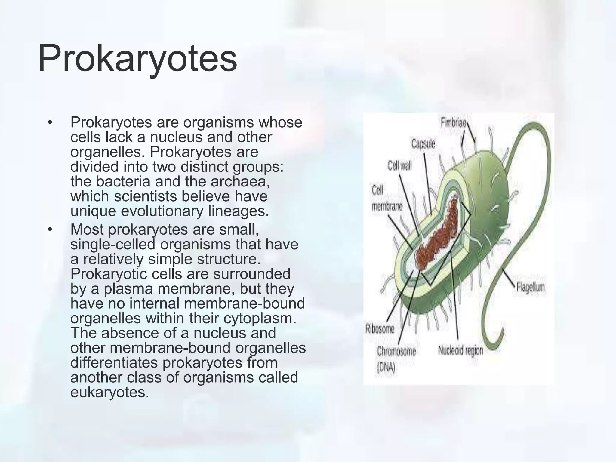 MORPHOLOGY-AND-CLASSIFICATION-OF-BACTERIA(1)-1.pptx
